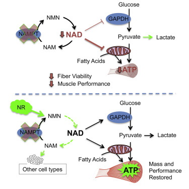 NAD+ (Vitamina B3) - Duchenne Parent Project España